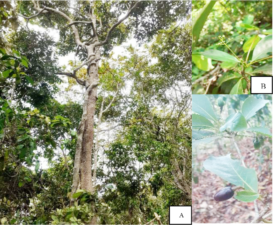 Pelestarian Pohon Terancam Punah Jadi Fokus Disertasi Doktor FMIPA UI ...